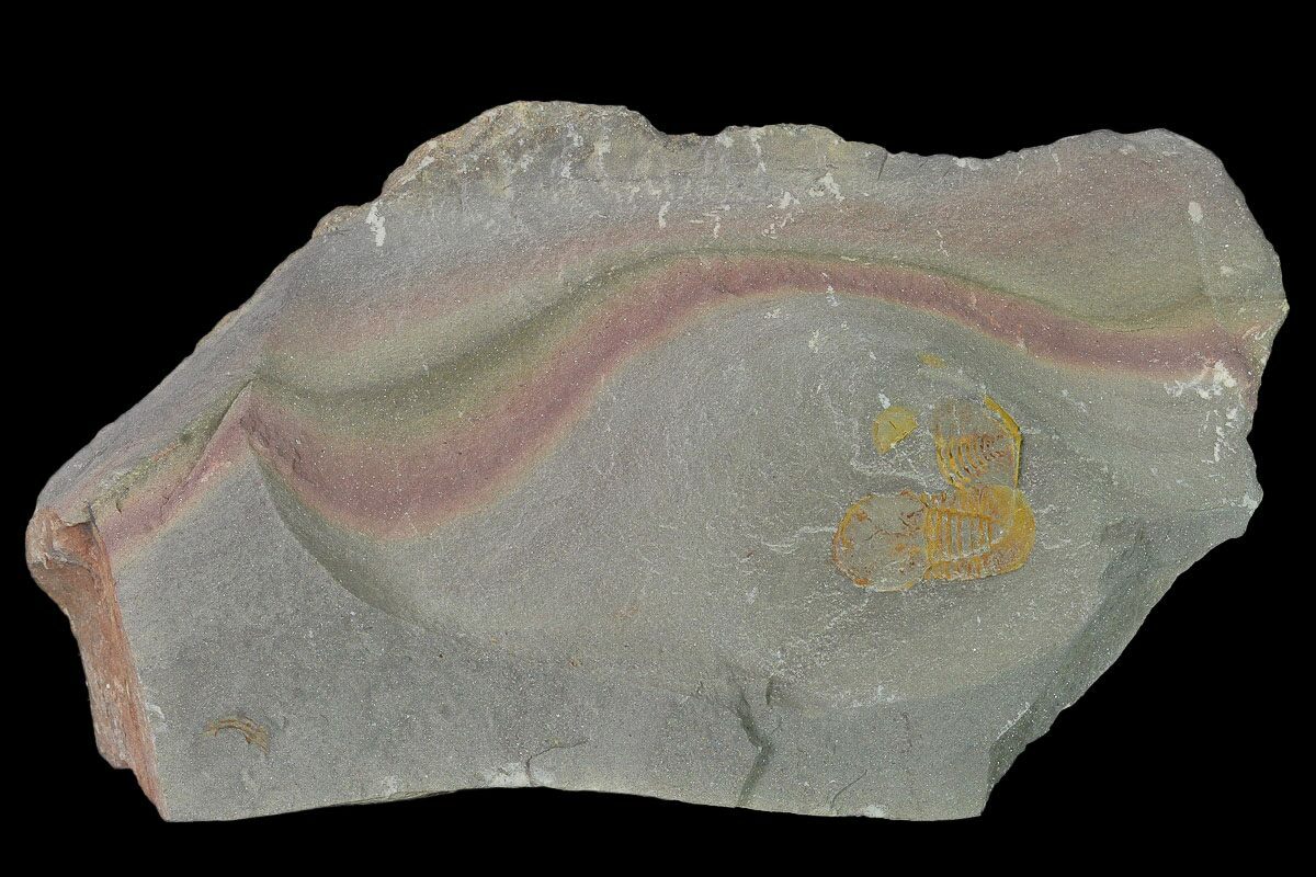 .75" Pelagic Trilobite (Cyclopyge) Fossil - El El Kaid Rami, Morocco ...