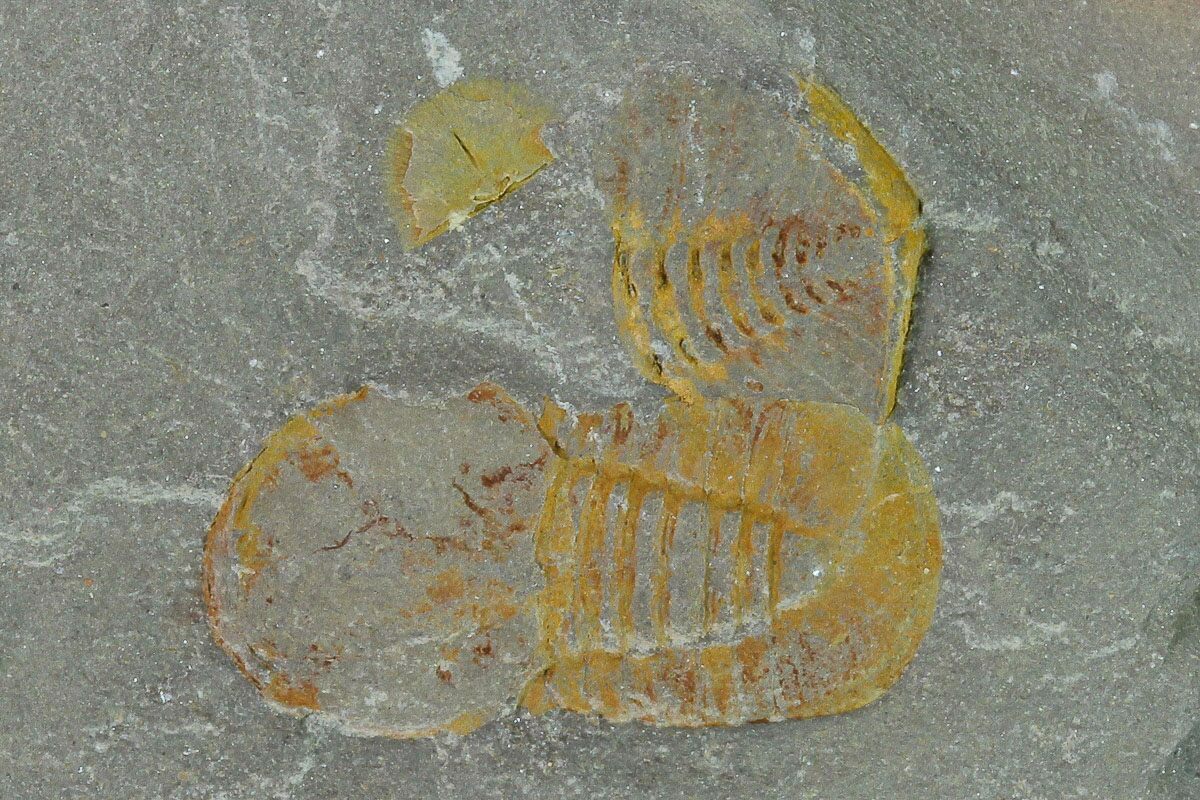 .75" Pelagic Trilobite (Cyclopyge) Fossil - El El Kaid Rami, Morocco ...