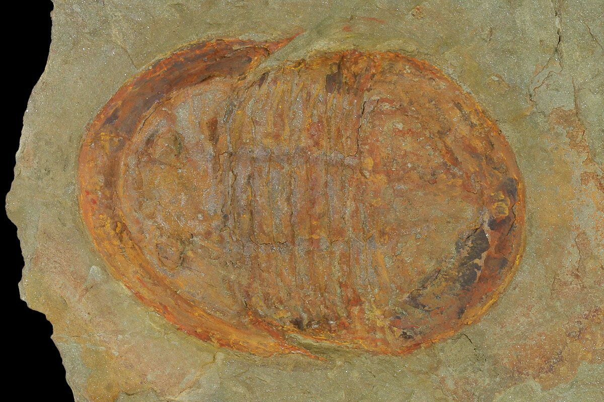 2.5" Orange, Ordovician Asaphellus Trilobite - Morocco (#140534) For ...
