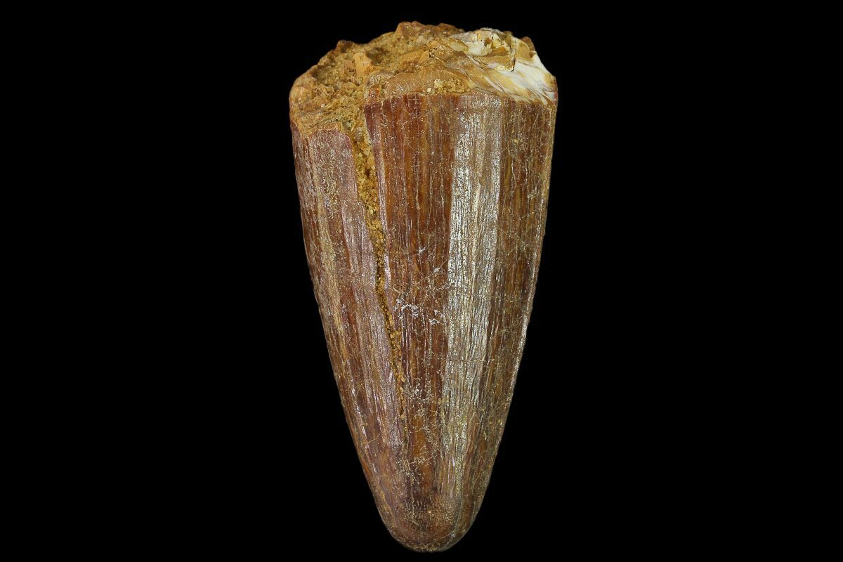 1.57" Cretaceous Fossil Crocodile Tooth - Morocco (#140566) For Sale ...
