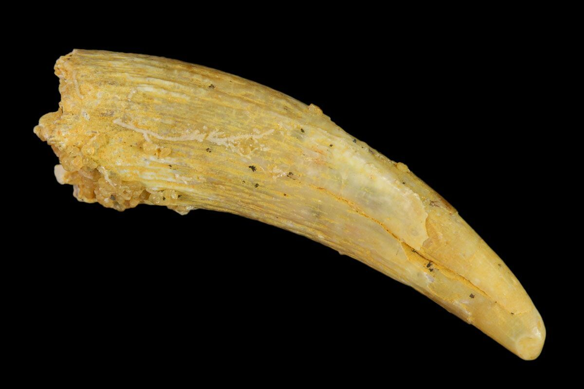 Bargain, .82" Fossil Pterosaur (Siroccopteryx) Tooth - Morocco (#140684 ...