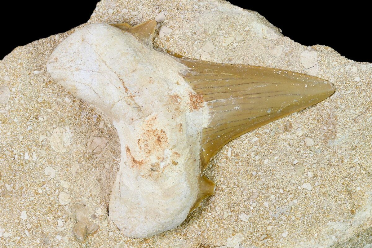 2.45" Otodus Shark Tooth Fossil in Rock - Eocene (#139887) For Sale ...