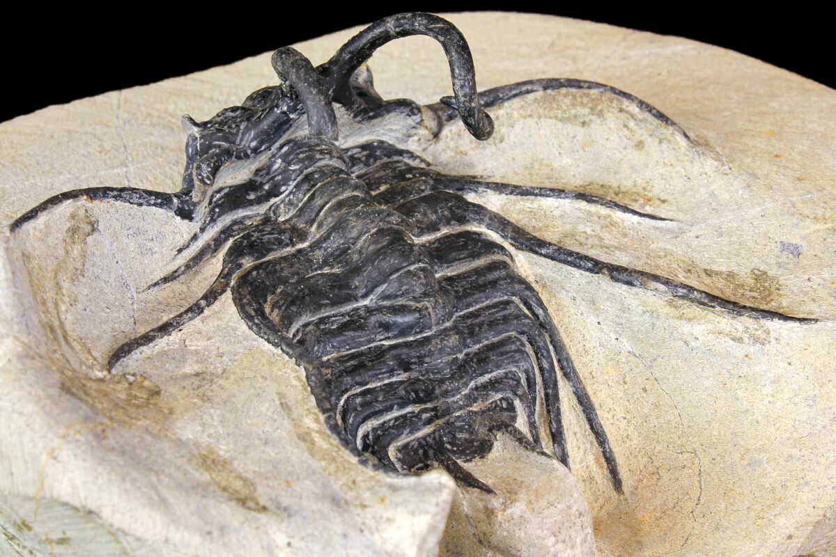 Bargain, 3.1" Dicranurus Trilobite - Atchana, Morocco (#140812) For ...