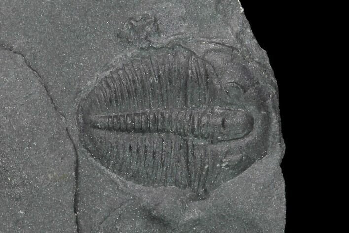 .35" Elrathia Trilobite Fossil - Utah - House Range (#139700) For Sale ...