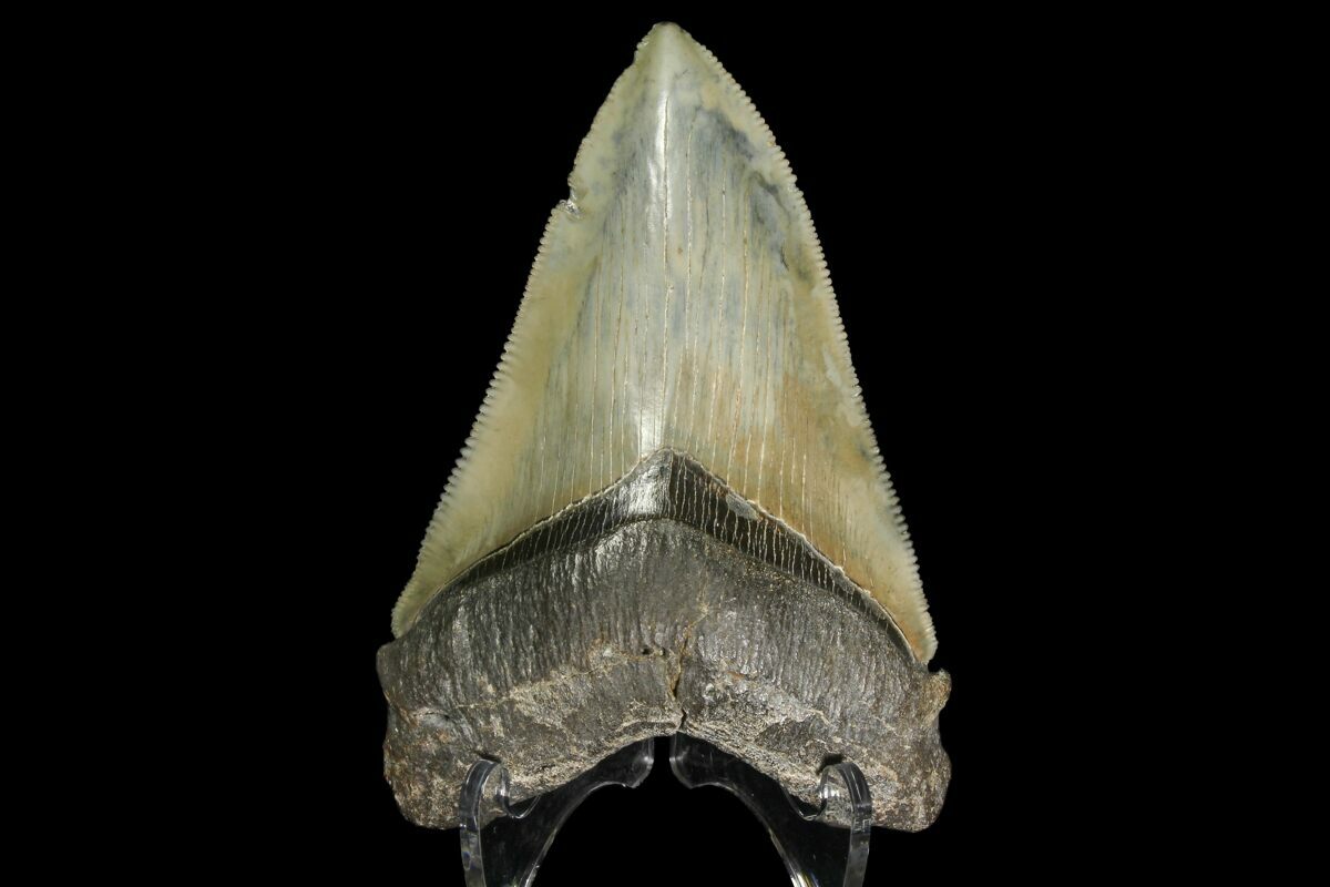 Serrated, 4.06" Fossil Chubutensis Tooth - Megalodon Ancestor (#142365 ...