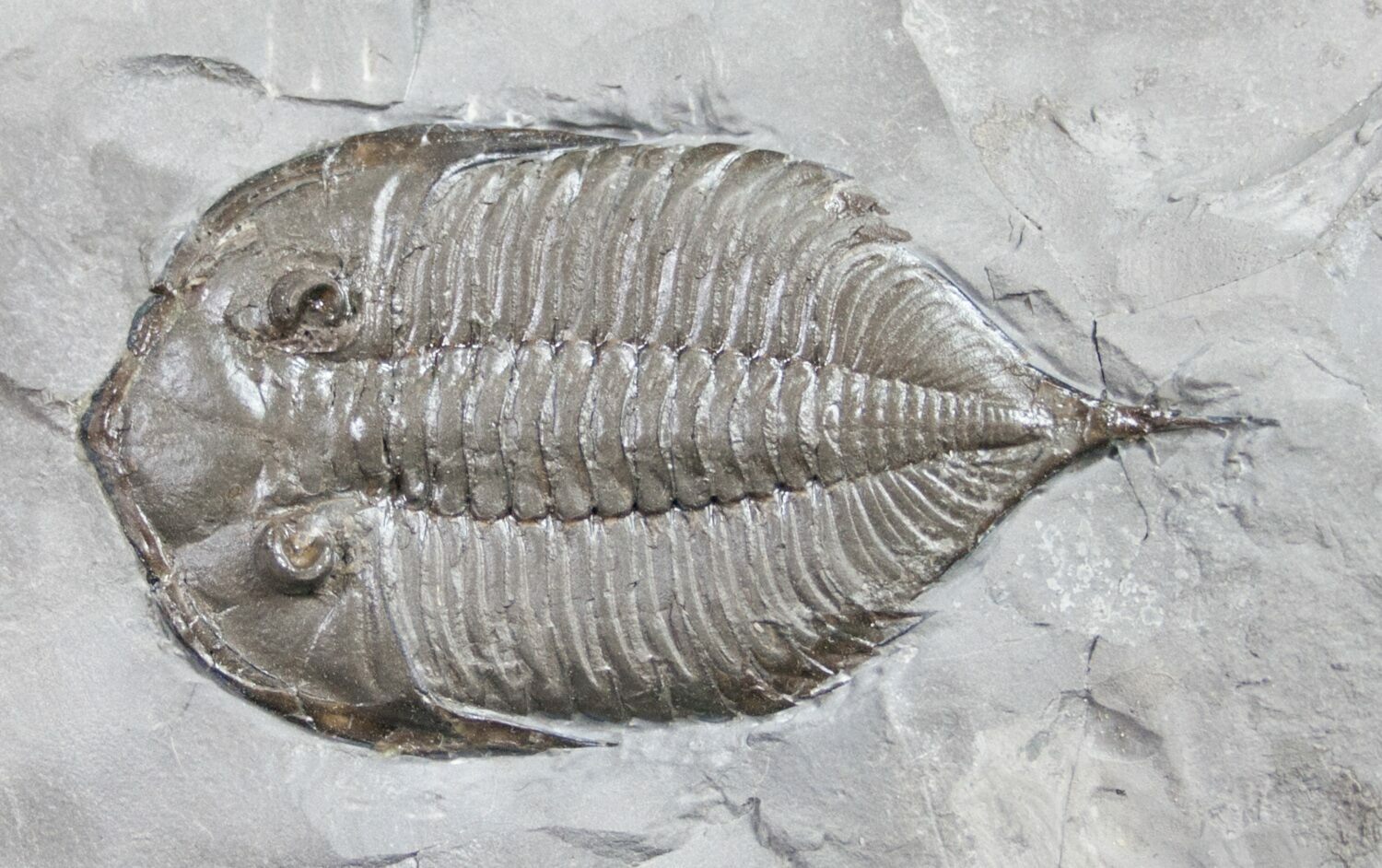 2.65" Dalmanites Trilobite From New York (#9861) For Sale - FossilEra.com