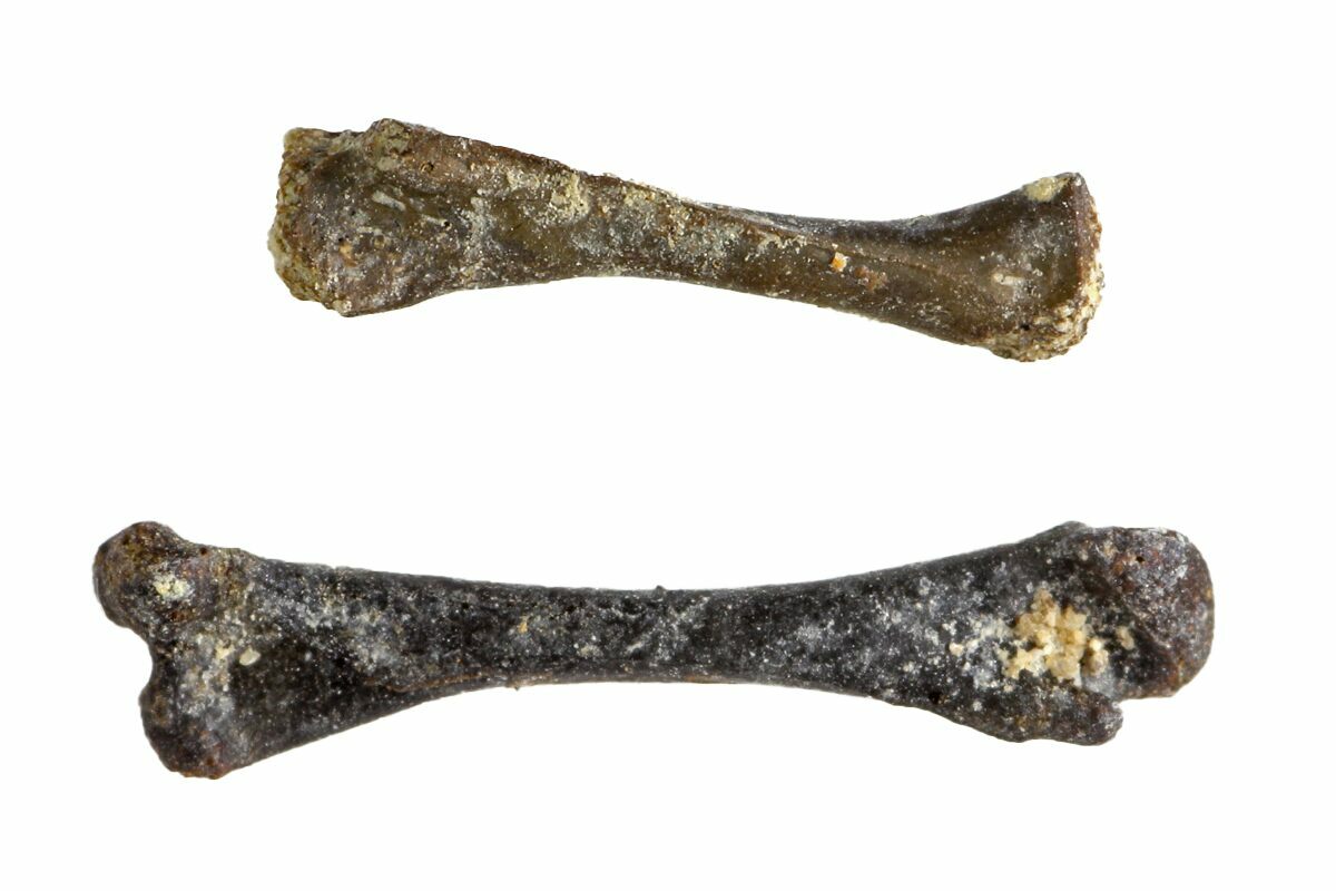 Pair of Permian Reptile Limb Bones - Oklahoma (#143007) For Sale ...