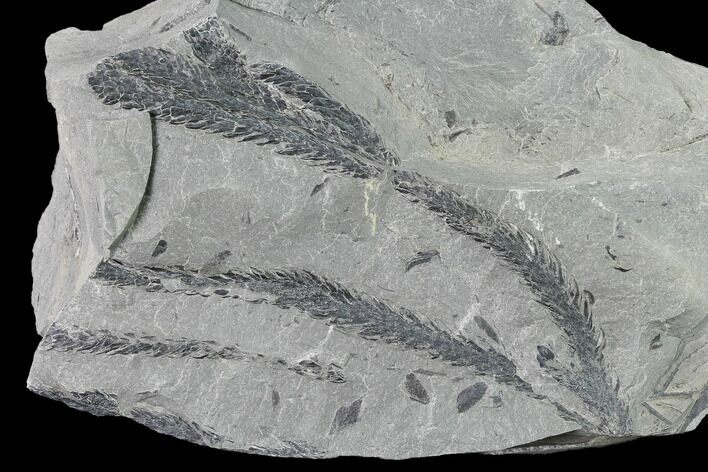 5.1" Pennsylvanian Scale Tree (Lepidodendron) Fossil Plate - Kentucky ...