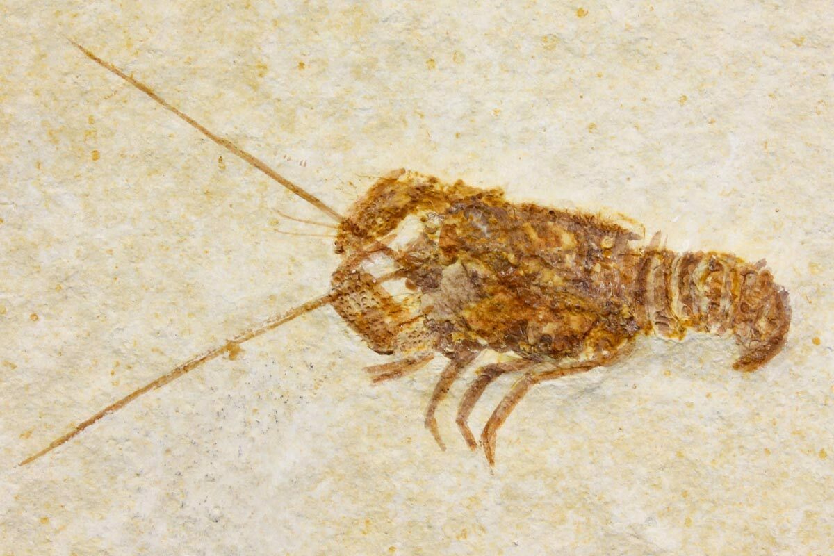 2" Fossil Lobster (Eryma) - Germany (#143780) For Sale - FossilEra.com
