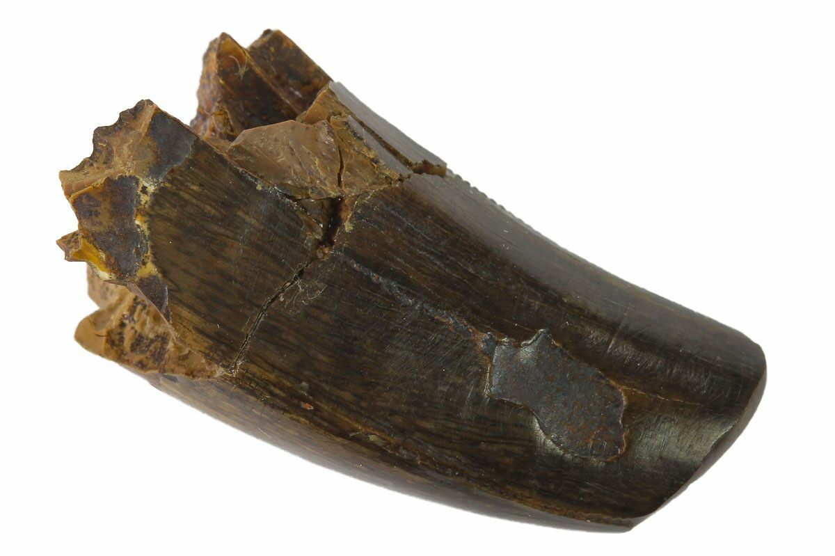Serrated, .96" Tyrannosaur (Nanotyrannus?) Tooth - South Dakota ...