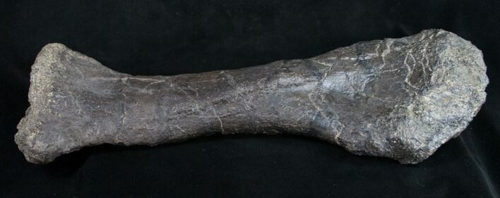Extremely Rare Stegosaurus Fibula - Bone Cabin Quarry (#10068) For Sale ...