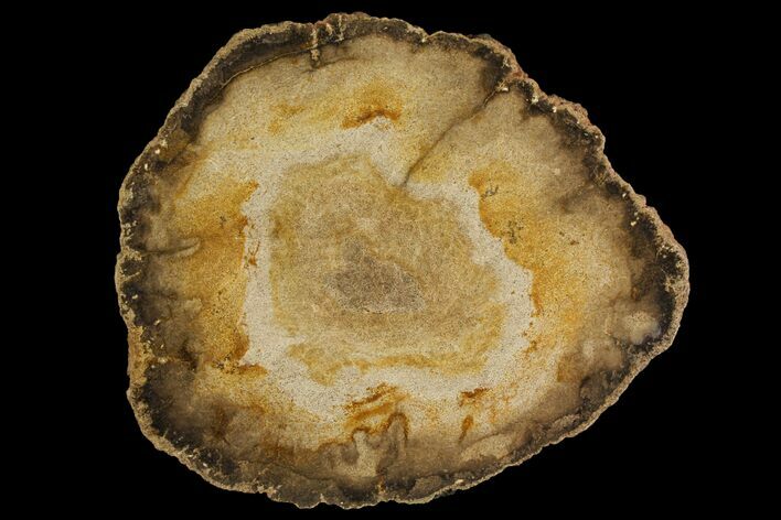 9.4" Cretaceous Petrified Tree Fern (Tempskya) Round - Utah (#144260 ...