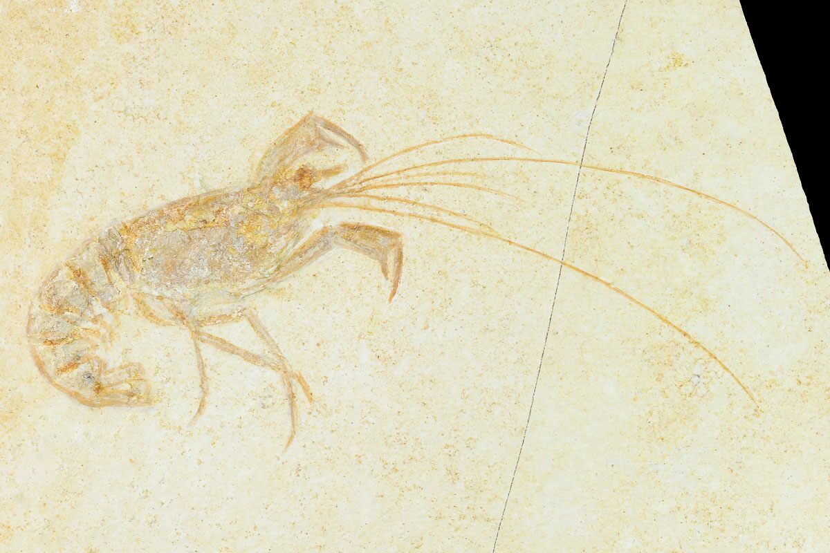 Bargain, 6.1" Fossil Lobster (Eryma) - Germany (#144815) For Sale ...