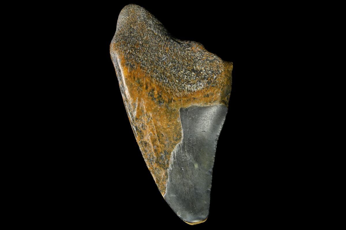 Bargain, 3.21" Fossil Megalodon Tooth - Bone Valley, Florida (#145119 ...