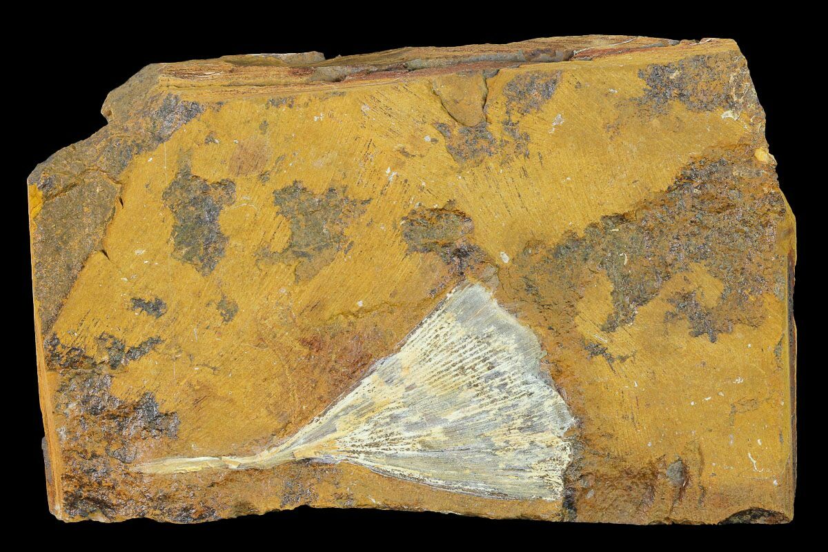 2.1" Fossil Ginkgo Leaf From North Dakota - Paleocene (#145316) For ...