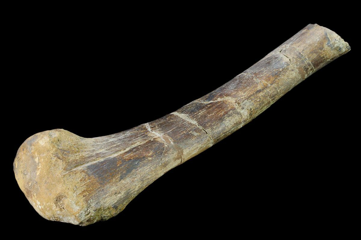 13.5" Hadrosaur (Edmontosaurus) Fibula Bone End - South Dakota (#145896 ...