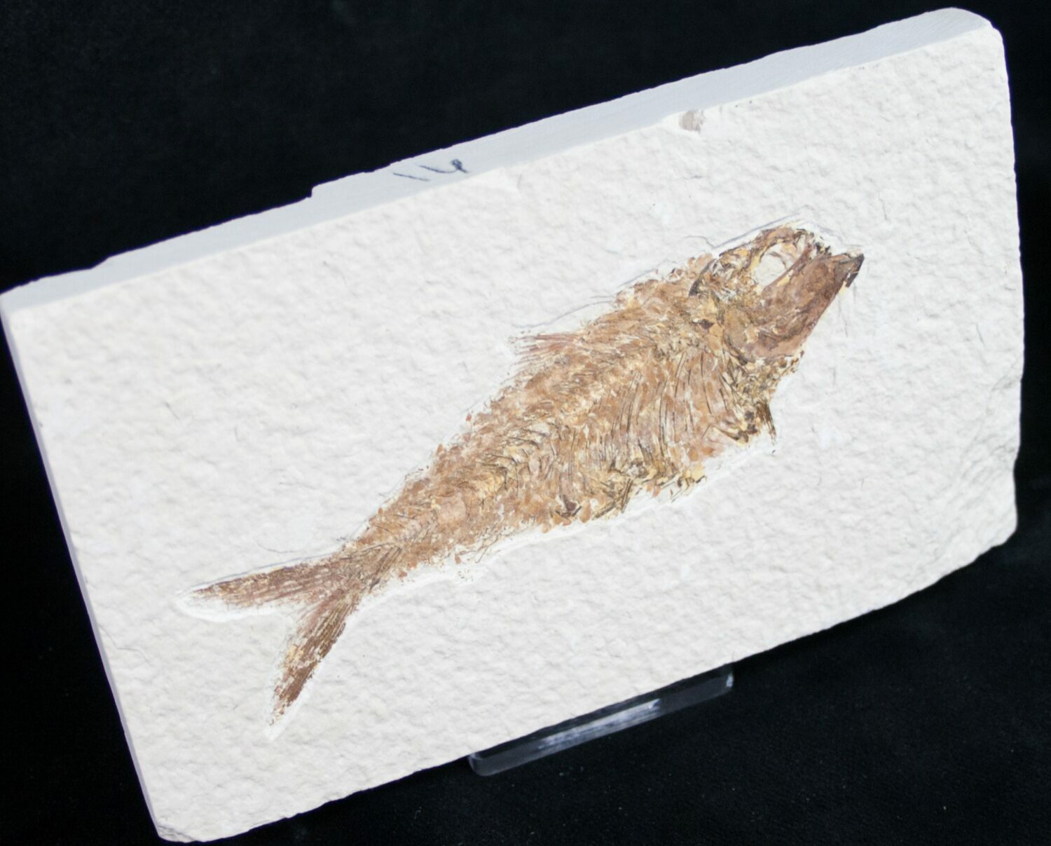 Bargain 3.8" Knightia Fossil Fish - Wyoming (#10031) For Sale ...