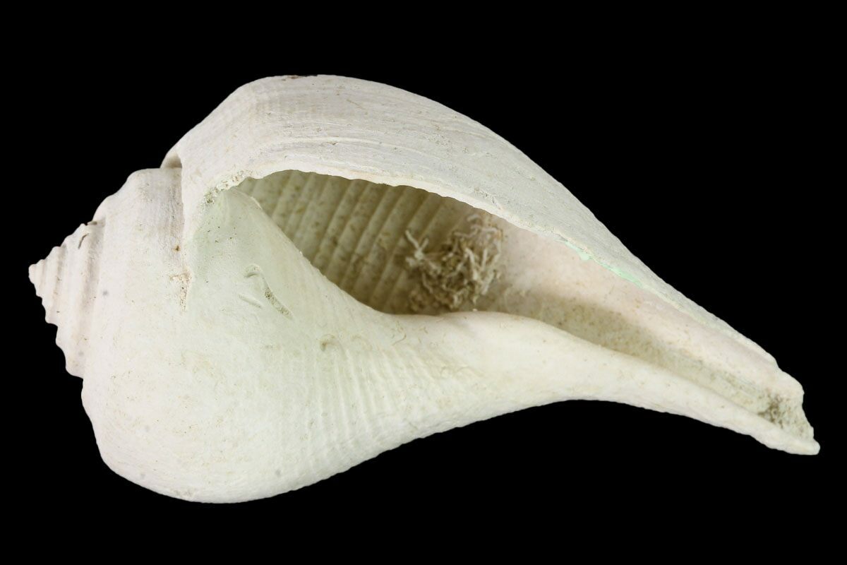 2.6" Pliocene Gastropod (Fulguropsis) Fossil - Florida (#146111) For ...