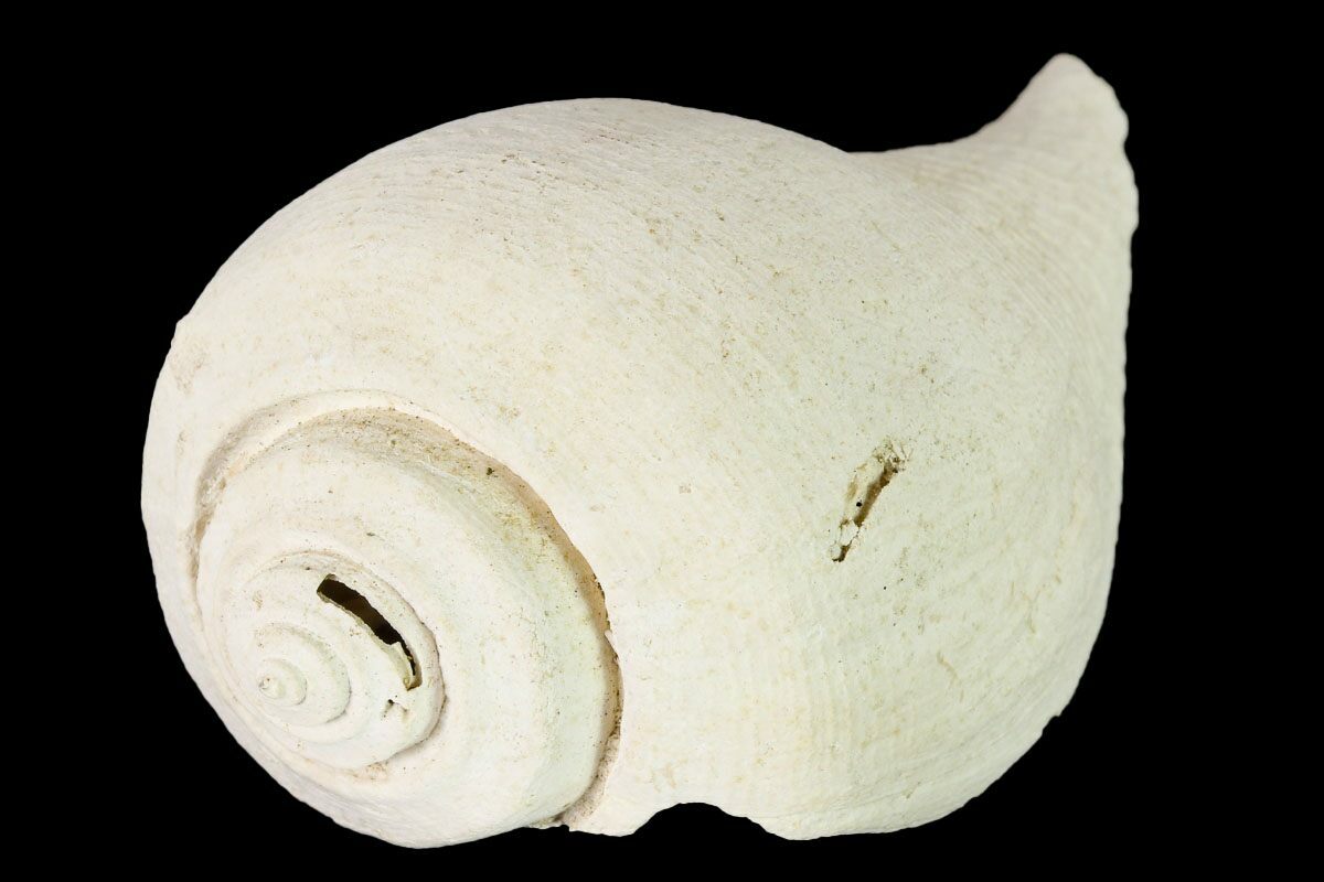 2.6" Pliocene Gastropod (Fulguropsis) Fossil - Florida (#146111) For ...