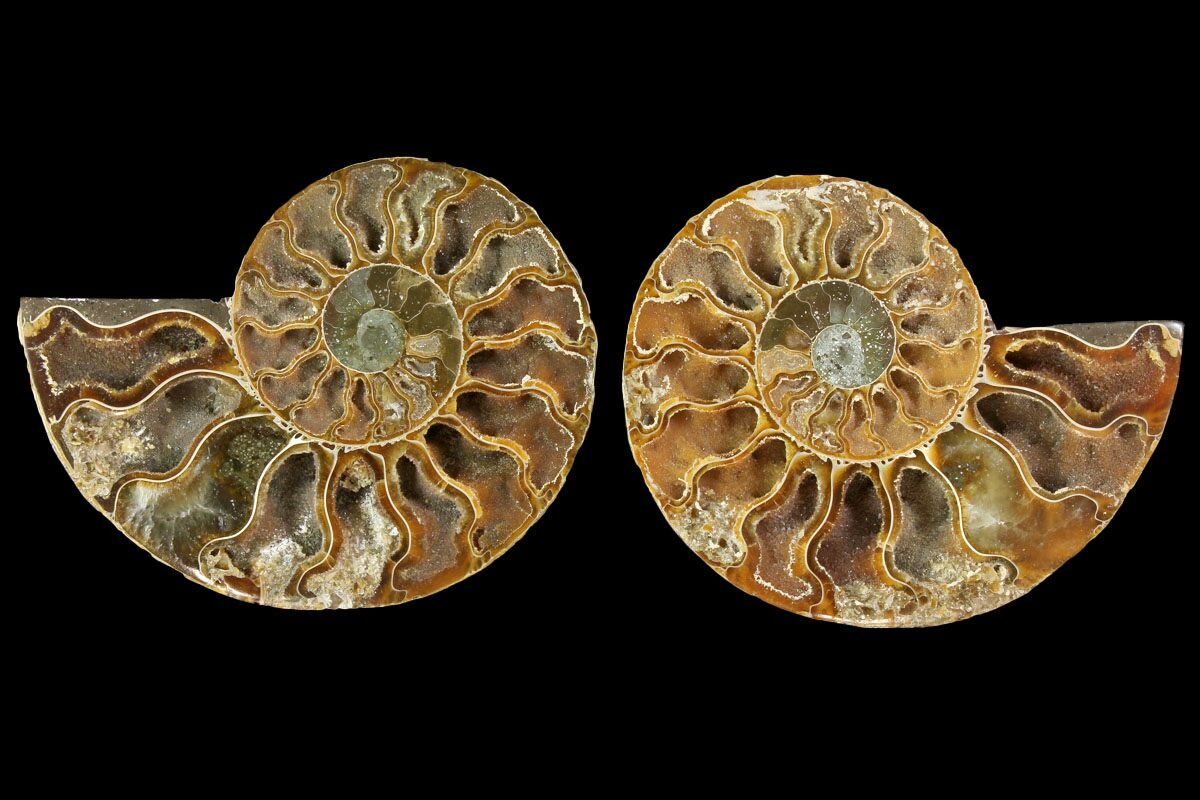 3.4" Agatized Ammonite Fossil - Crystal Filled Chambers (#145839) For ...