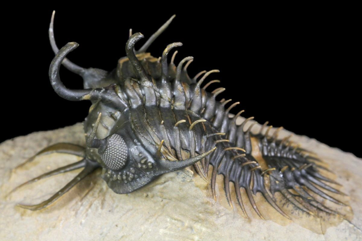 1.6" Short-Fork Walliserops Hammi Trilobite - Foum Zguid, Morocco ...