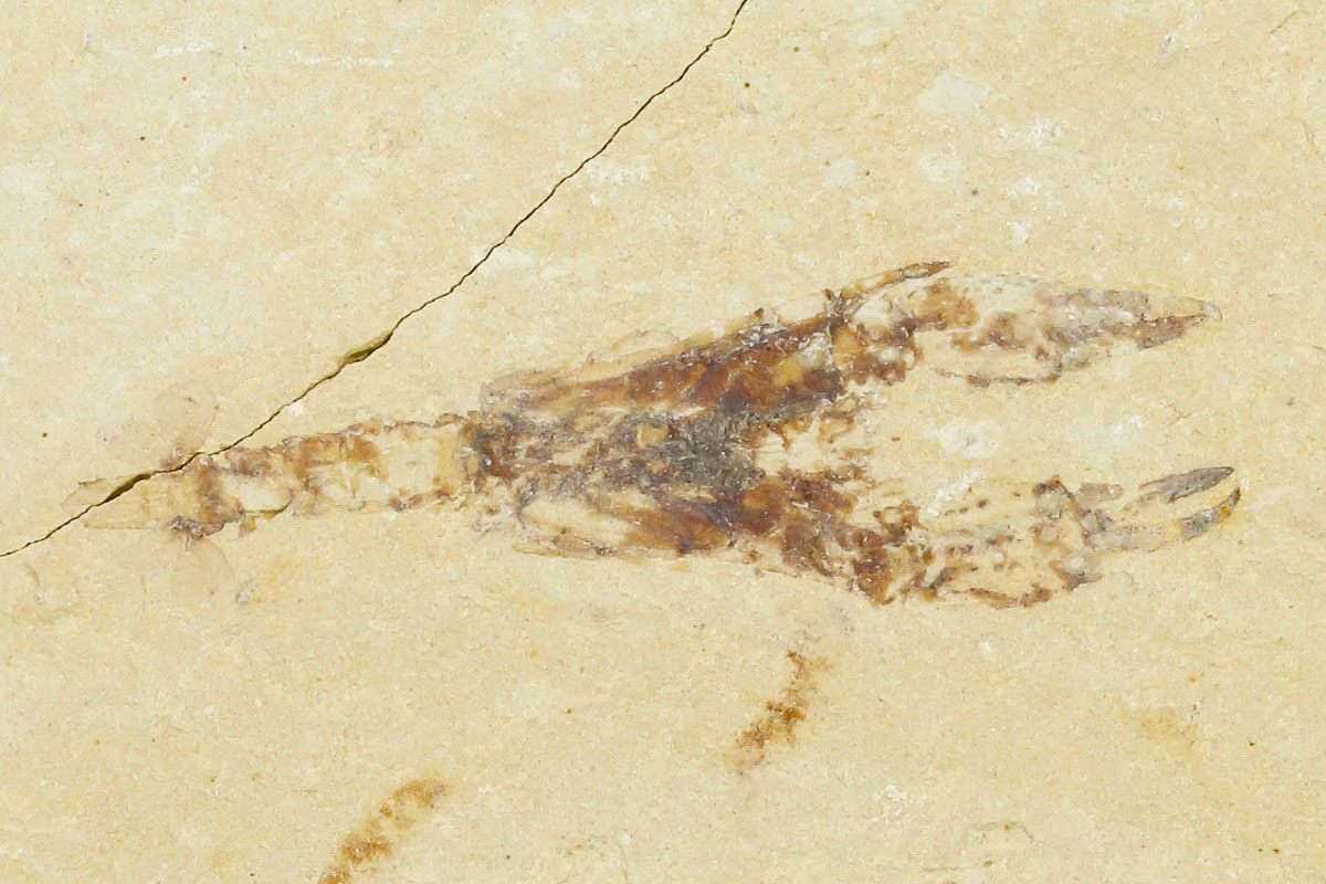 1.4" Cretaceous Lobster (Eryma) Fossil - Lebanon (#147144) For Sale ...