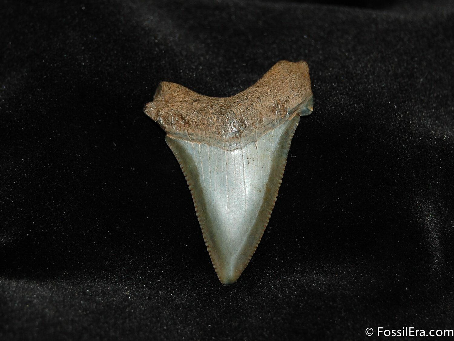 Angustiden Shark Tooth Fossil (#197) For Sale - FossilEra.com