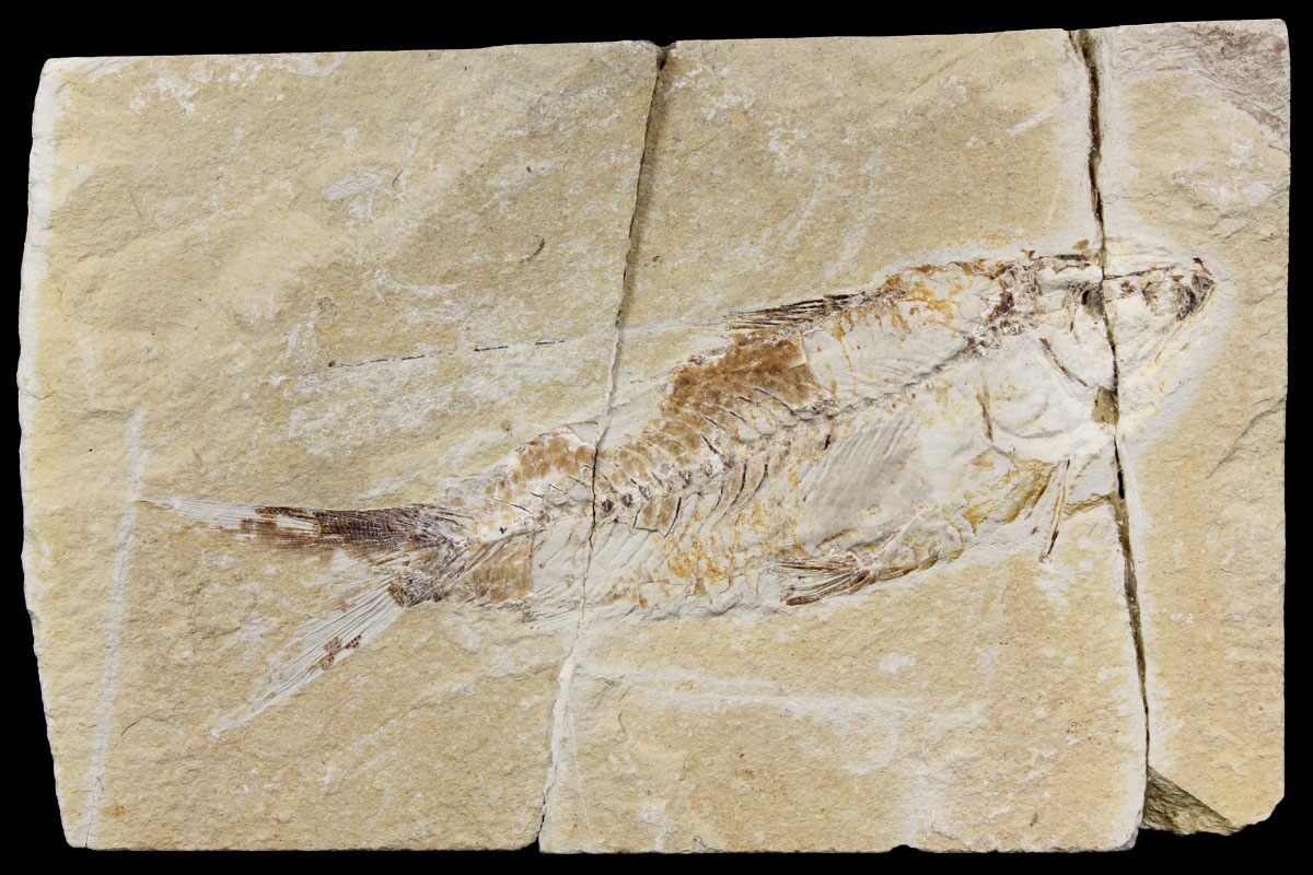 Bargain, 5.2" Cretaceous Fish (Nematonotus) Fossil - Lebanon (#147217 ...