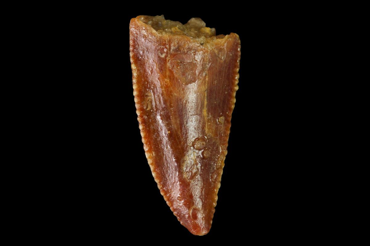 Bargain, .49" Raptor Tooth - Real Dinosaur Tooth (#147608) For Sale ...
