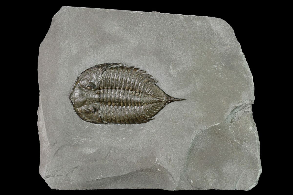 2.5" Dalmanites Trilobite Fossil - New York (#147297) For Sale ...