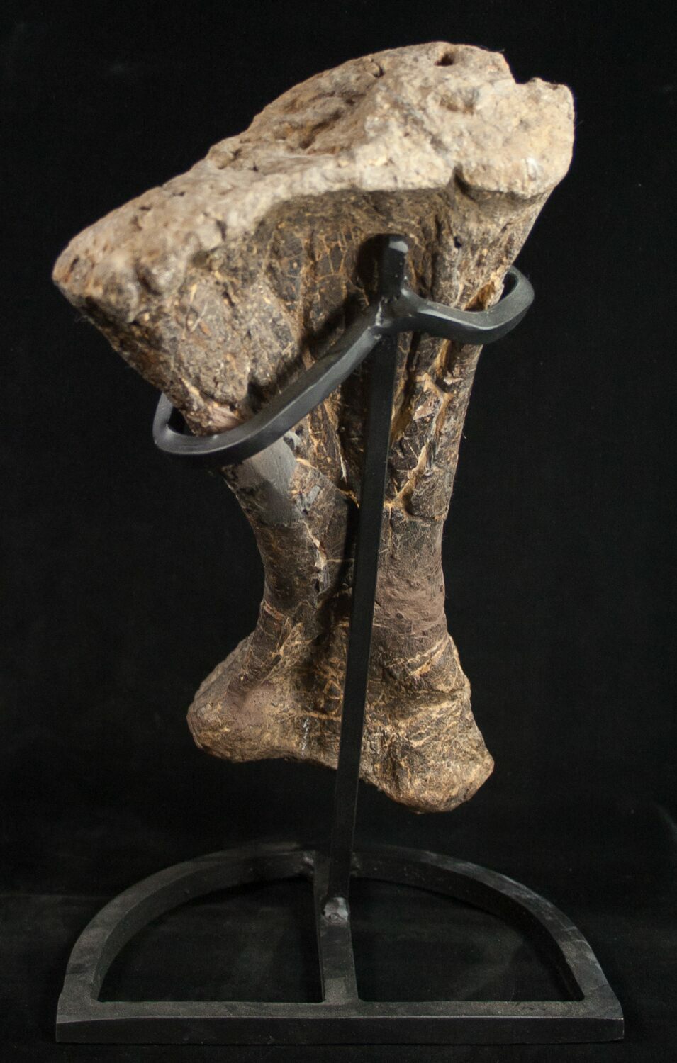 9.75" Sauropod (Diplodocus) Metatarsal - Dana Quarry (#10132) For Sale ...