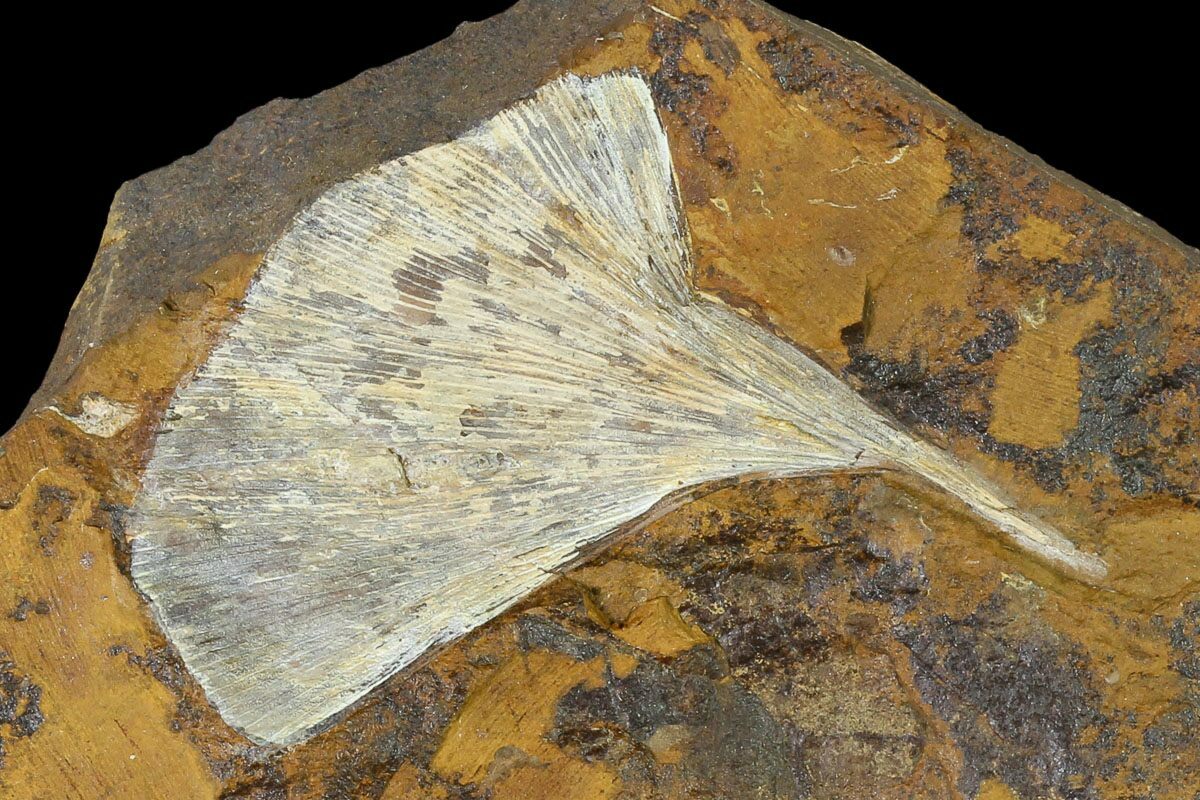 2.7" Fossil Ginkgo Leaf From North Dakota - Paleocene (#148611) For ...