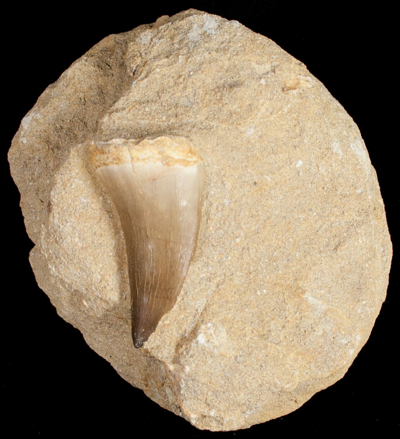 1.9" Long Mosasaur Tooth In Matrix (#10231) For Sale - FossilEra.com