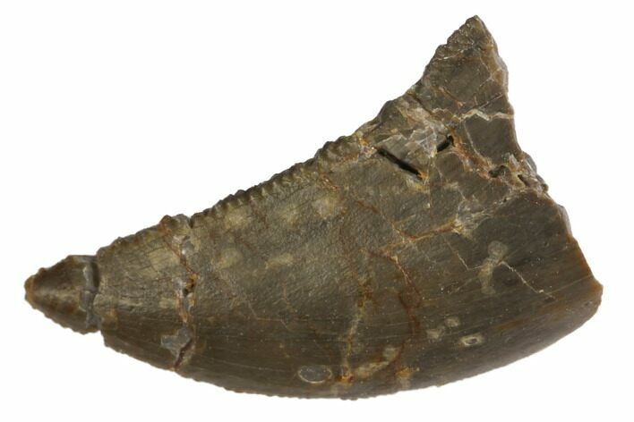 Bargain, .62" Serrated, Allosaurus Tooth - Colorado (#152078) For Sale ...