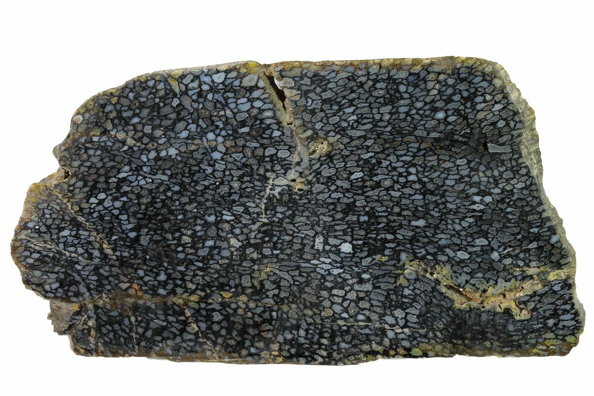 7.6" Polished, Black Petrified Palm Root Slab - Indonesia (#151997) For ...