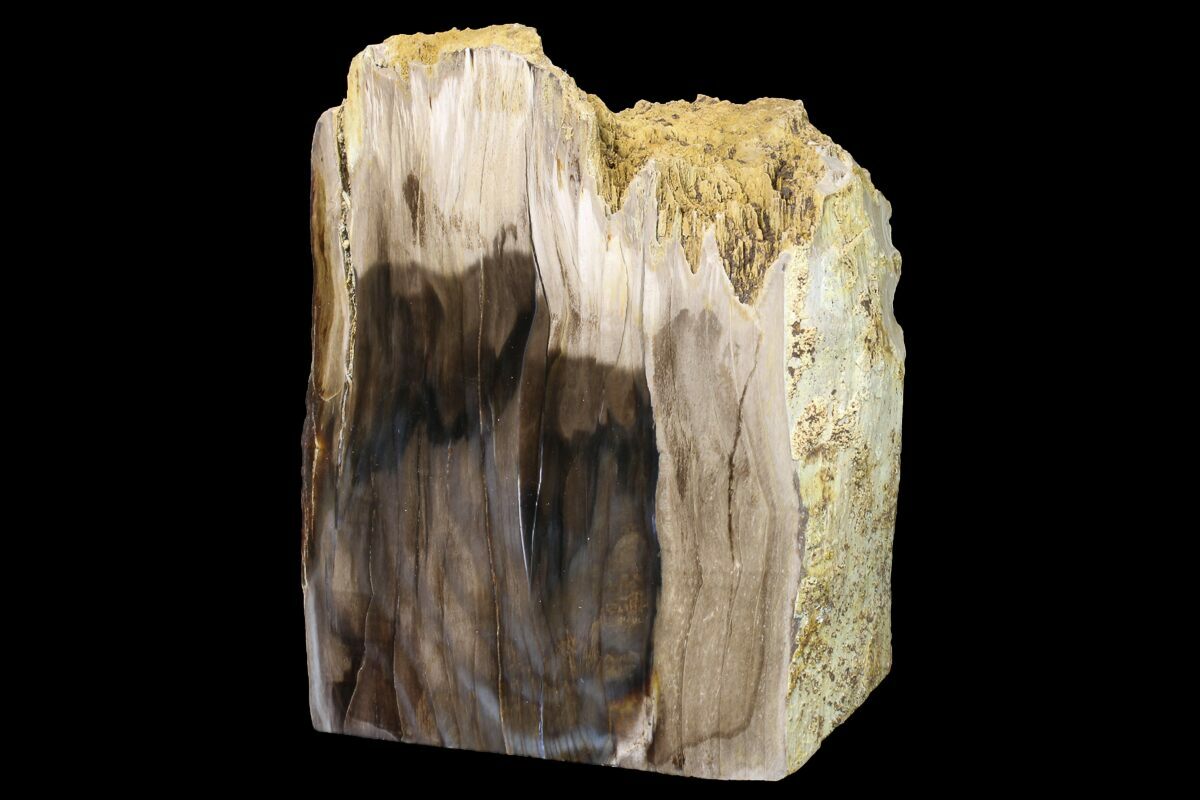 4.8" Polished, Petrified Dawn Redwood Stand Up - Oregon (#152390) For ...