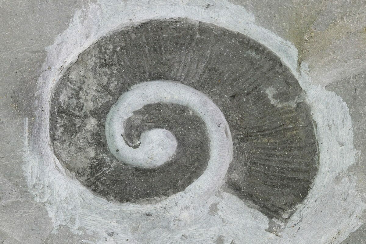 2.05" Cretaceous Ammonite (Crioceratites) Fossil - France (#153140) For ...