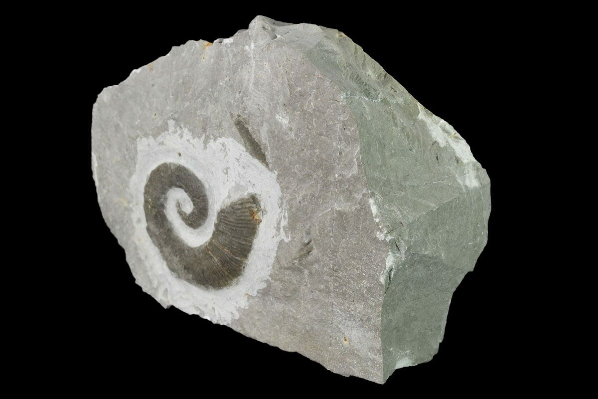1.7" Cretaceous Ammonite (Crioceratites) Fossil - France (#153147) For ...