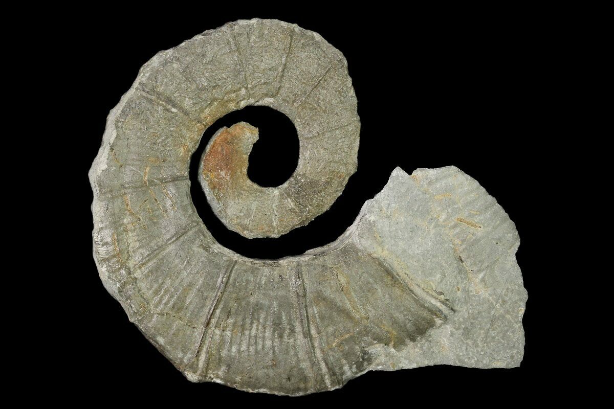 2.7" Cretaceous Ammonite (Crioceratites) Fossil - France (#153149) For ...