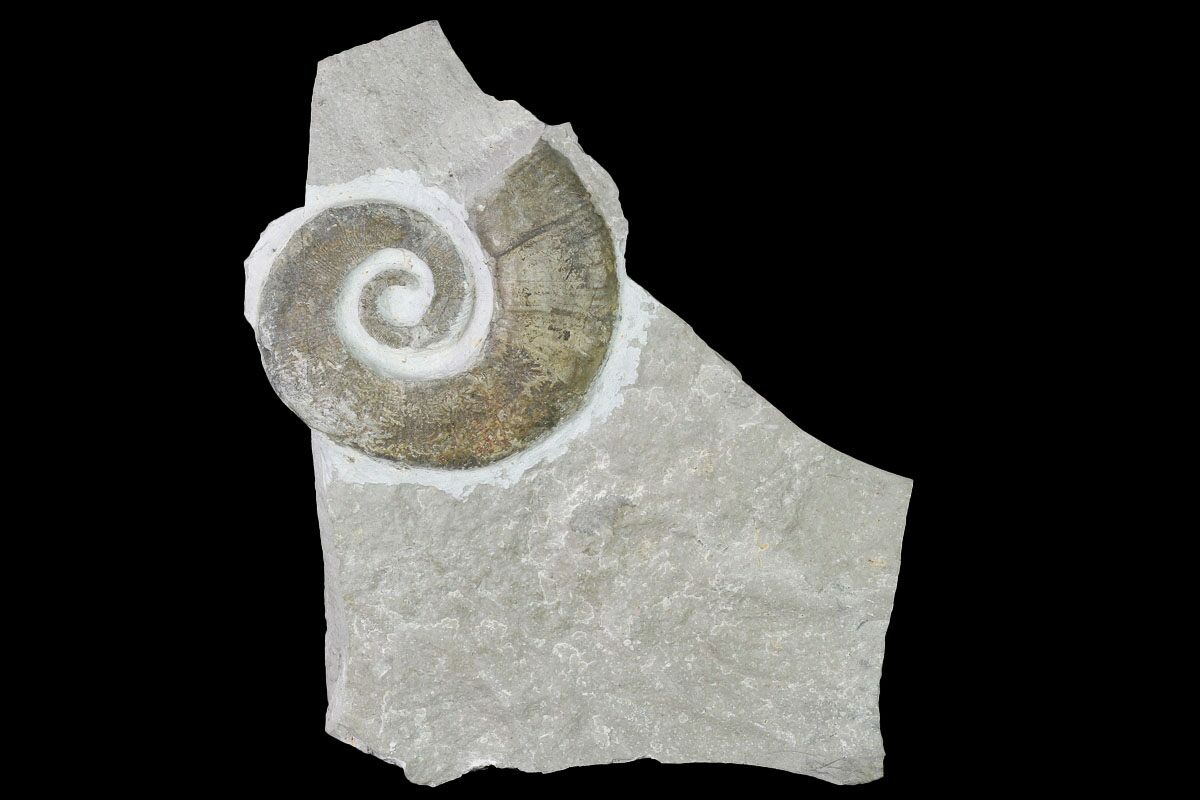 2.5" Cretaceous Ammonite (Crioceratites) Fossil - France (#153150) For ...