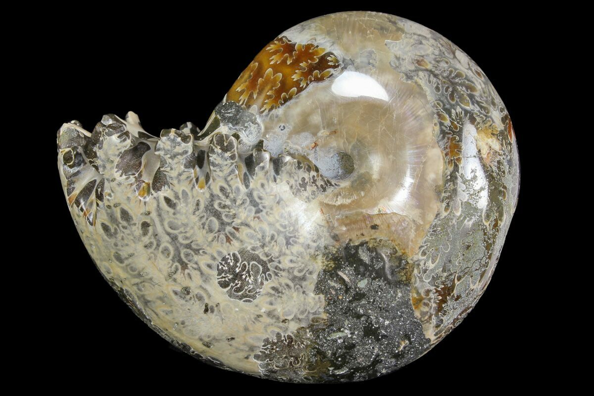 3" Polished, Agatized Ammonite (Phylloceras?) - Madagascar (#149224 ...
