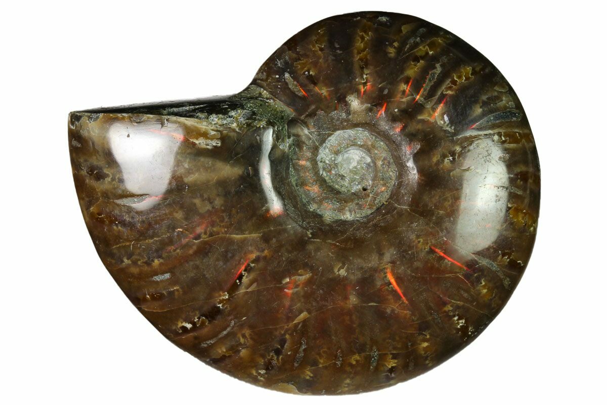 2.4" Red Flash Ammonite Fossil - Madagascar (#151760) For Sale ...