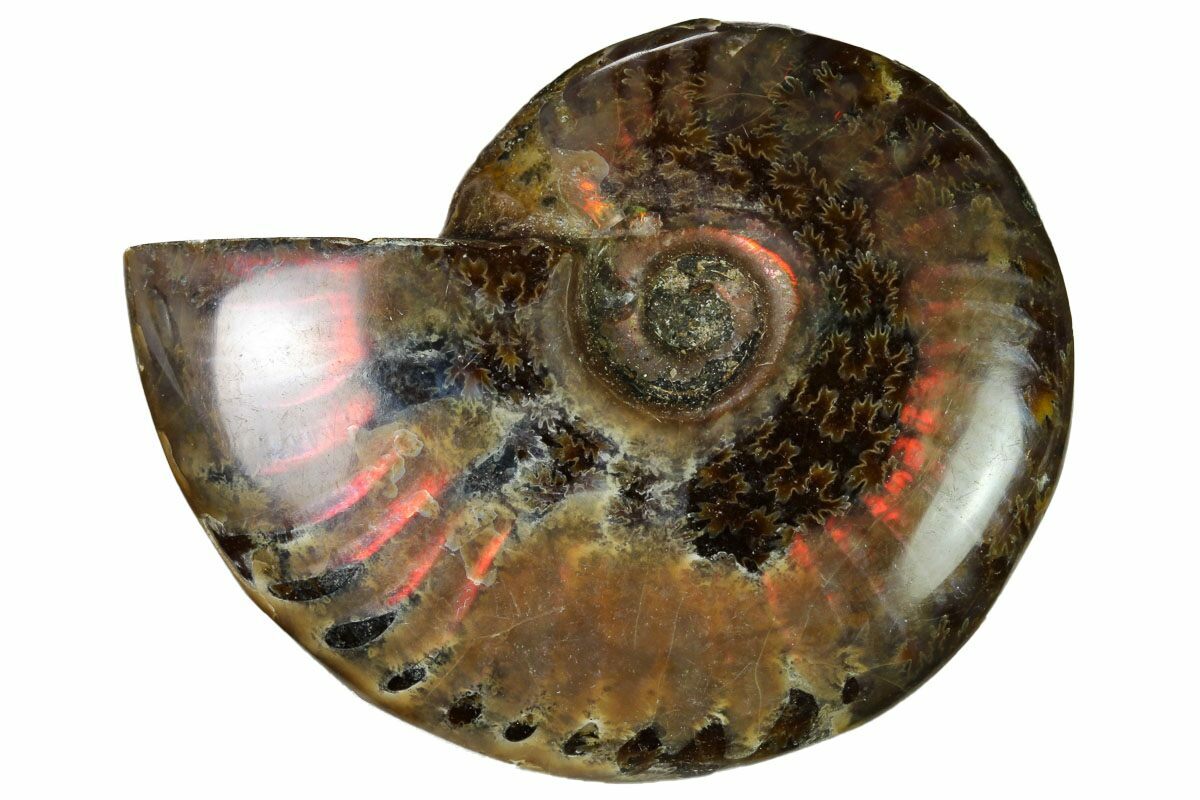 2.25" Red Flash Ammonite Fossil - Madagascar (#151701) For Sale ...