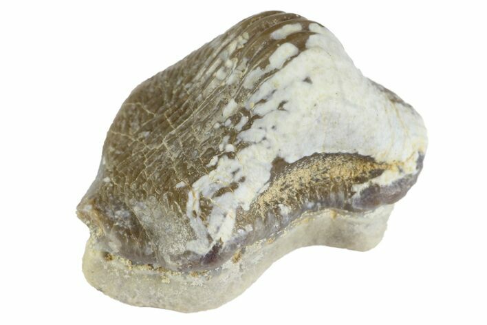 .58" Fossil Crusher Shark (Ptychodus) Tooth - Kansas (#152357) For Sale ...