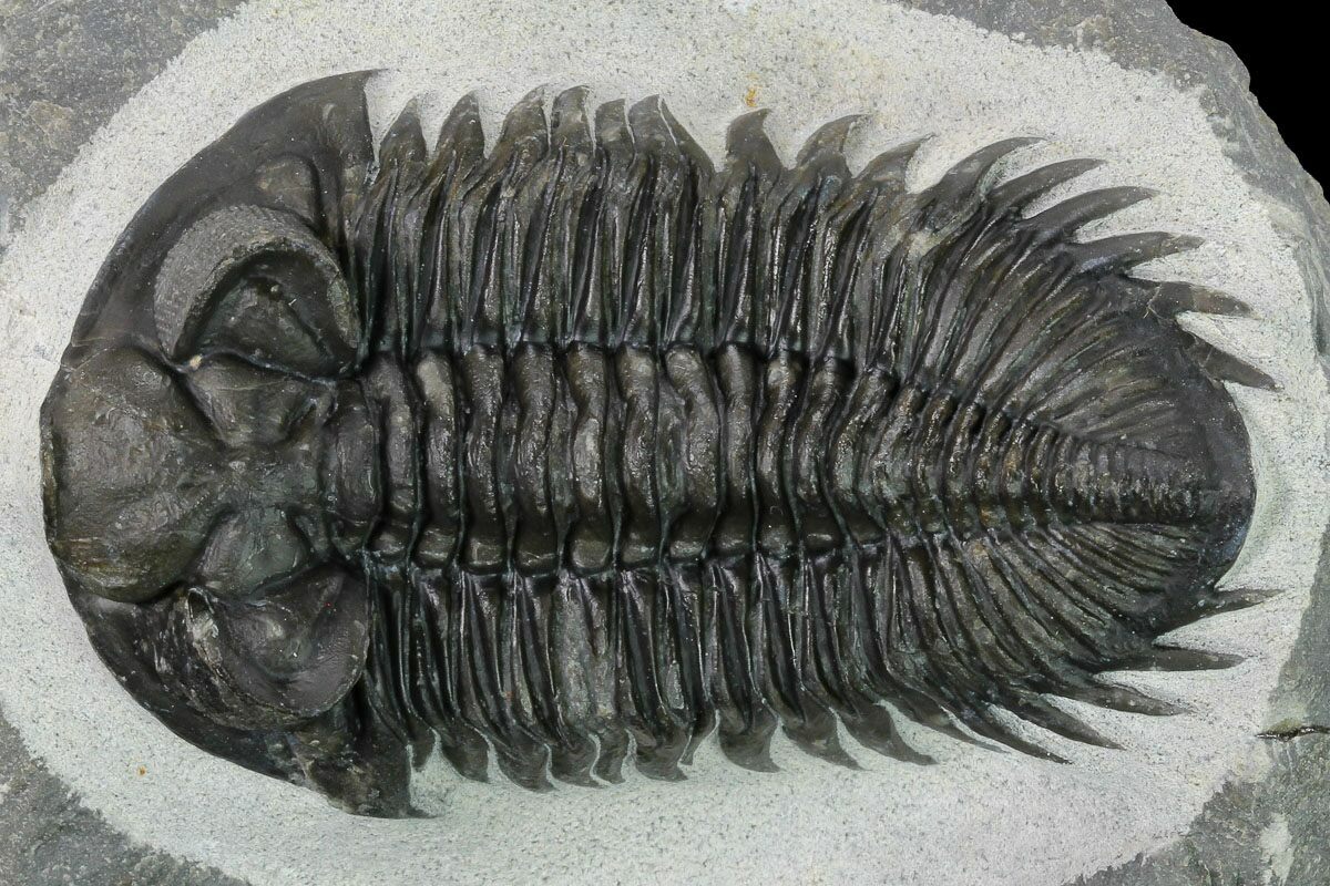 2.5" Coltraneia Trilobite Fossil - Huge Faceted Eyes (#153975) For Sale ...