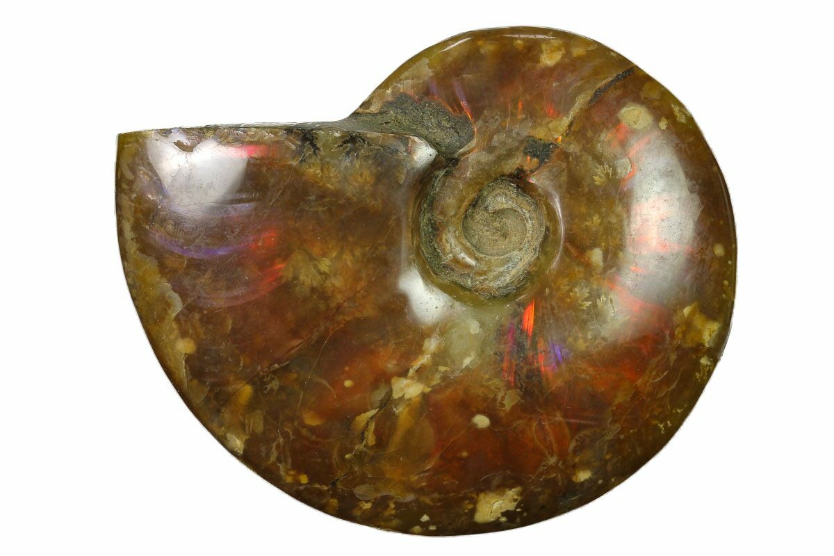 3.3" Flashy Red Iridescent Ammonite (#155165) For Sale - FossilEra.com