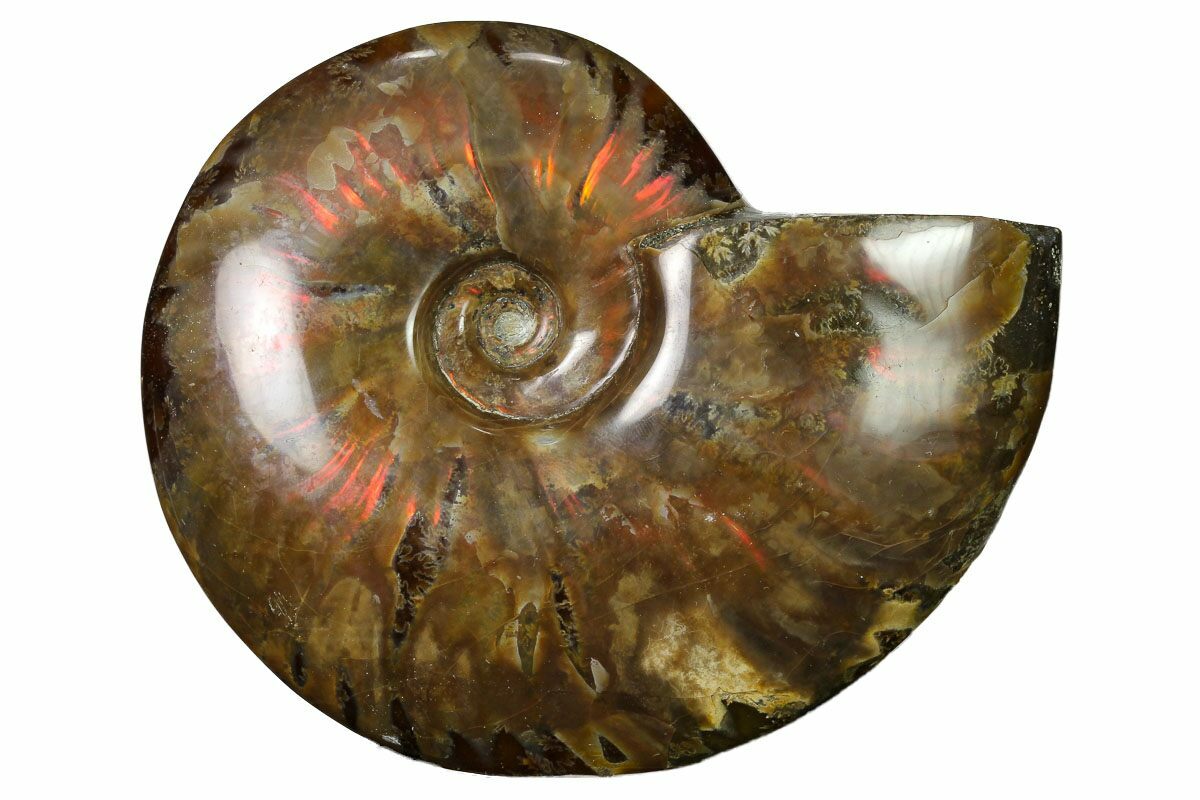 4.7" Flashy Red Iridescent Ammonite (#155190) For Sale - FossilEra.com