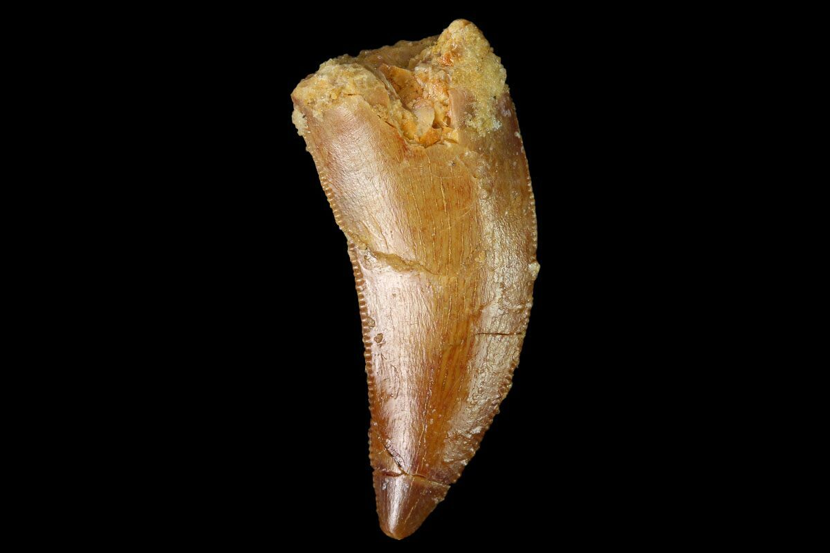 Serrated, 1.01" Theropod (Deltadromeus?) Tooth - Real Dinosaur Tooth ...