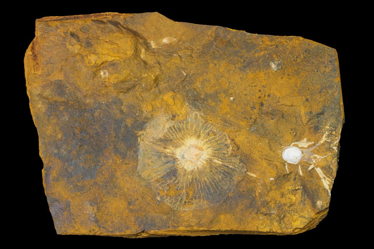 1" Fossil Winged Walnut (Juglandaceae) Fruit - North Dakota (#155752 ...