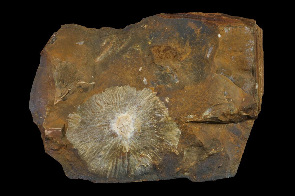 1.3" Fossil Winged Walnut (Juglandaceae) Fruit - North Dakota (#155759 ...